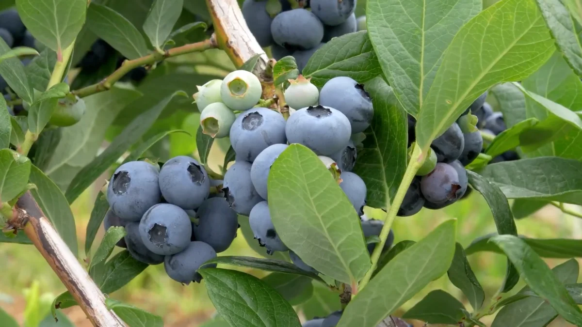 Balcony-Friendly Dwarf Fruit Plants That Grow in Pots